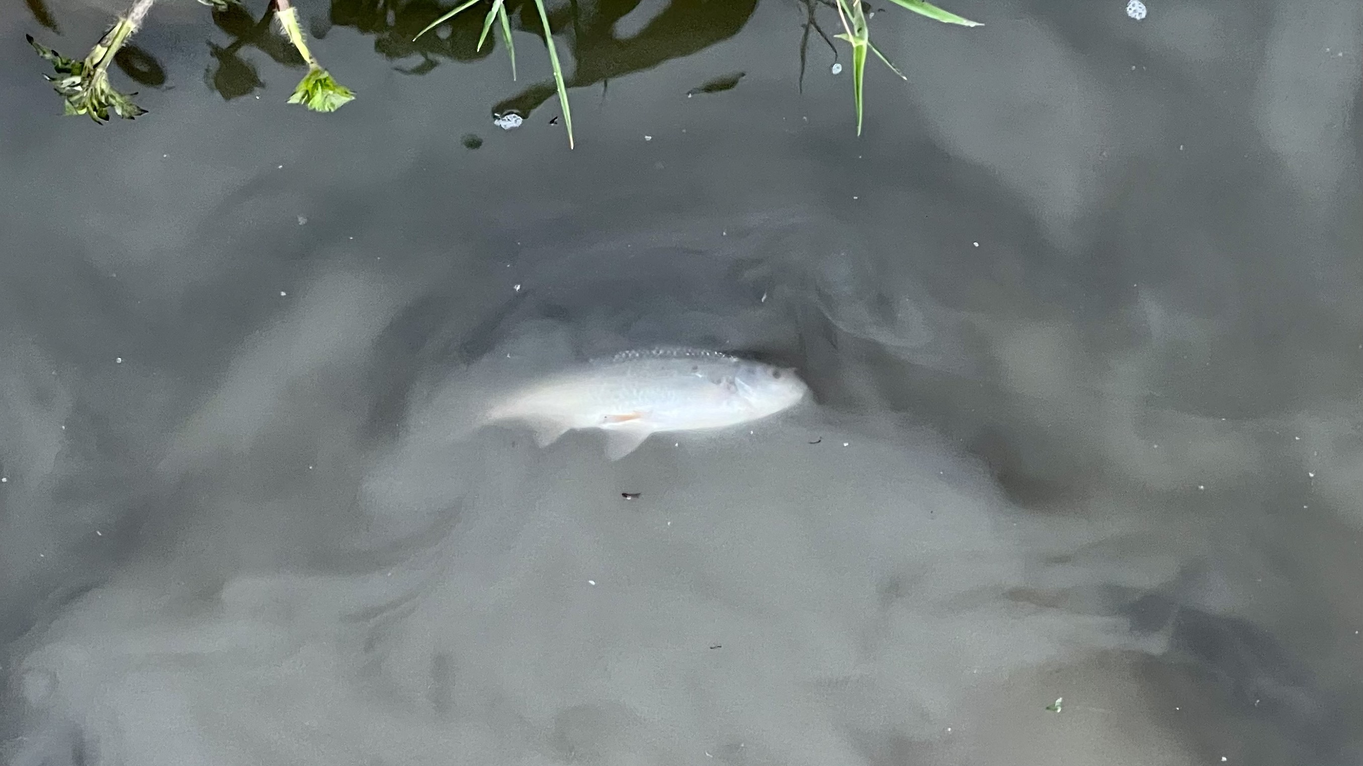 Are the finger prints of Climate Change over the fish die-off in the ...